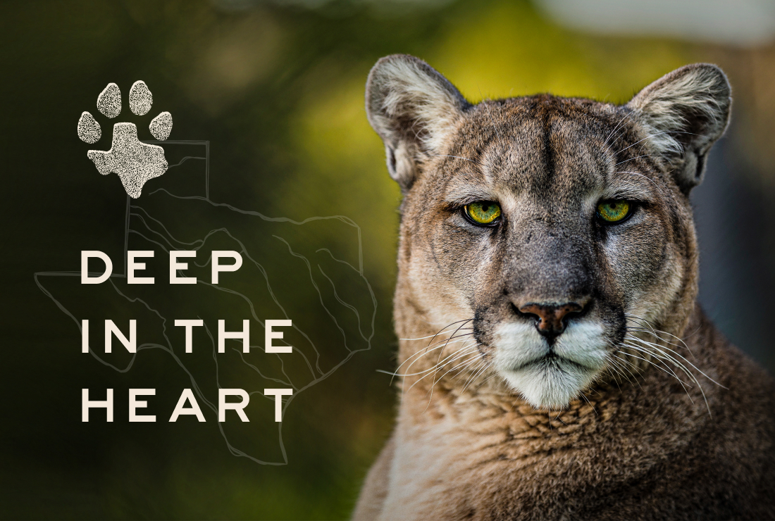 Silver Star Carwash - Web Loft Designs